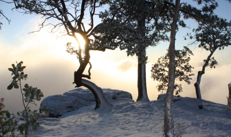 Navidad y Año Nuevo en el Chepe Express - Chepe Express - Sitio Web ...